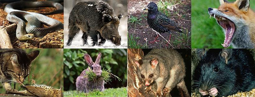 The Hidden Threats: Impact of Feral Animals in Australia | IT'S A TRAP!