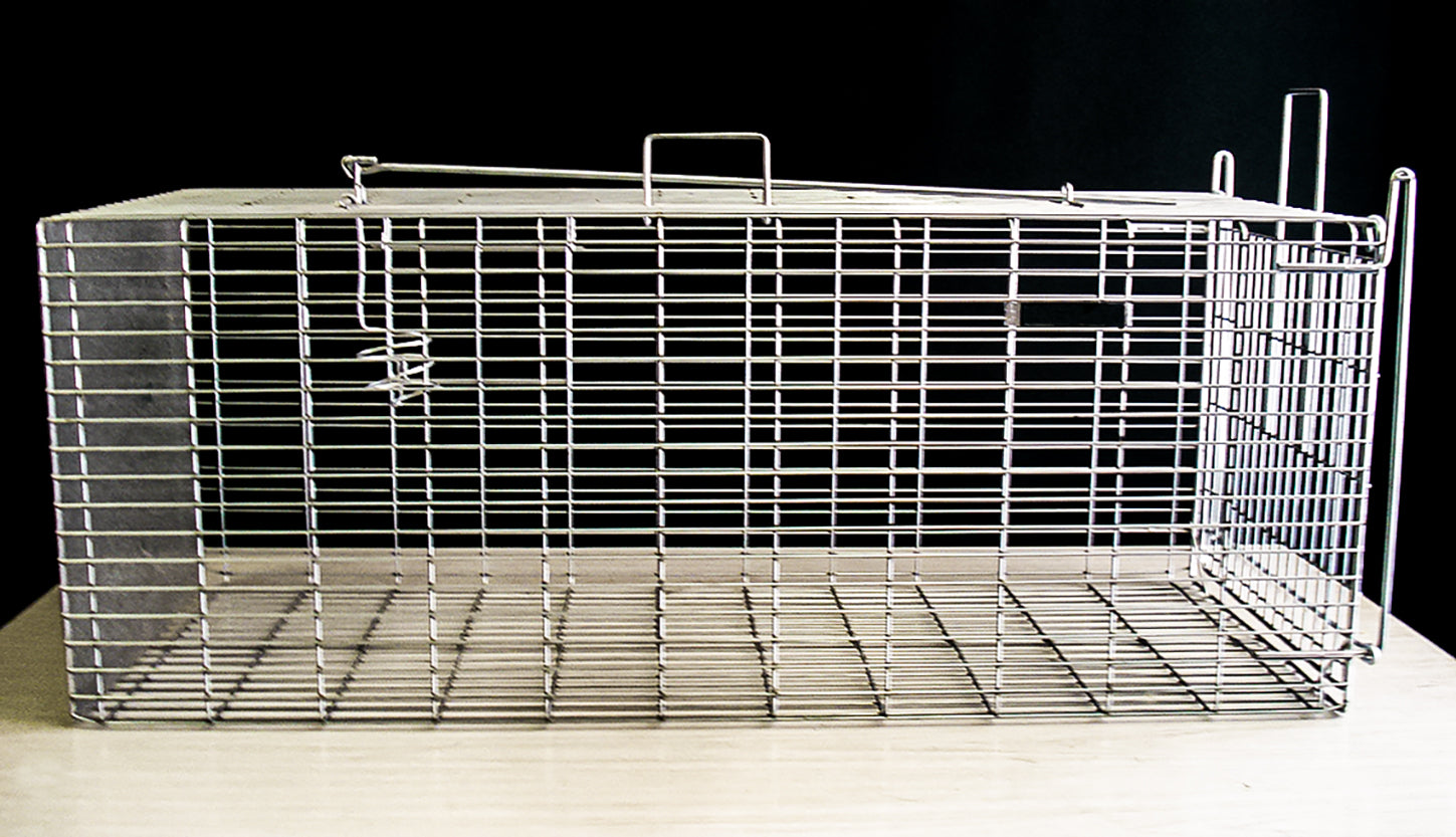 THE BUNTINE FOX TRAP – IT'S A TRAP!