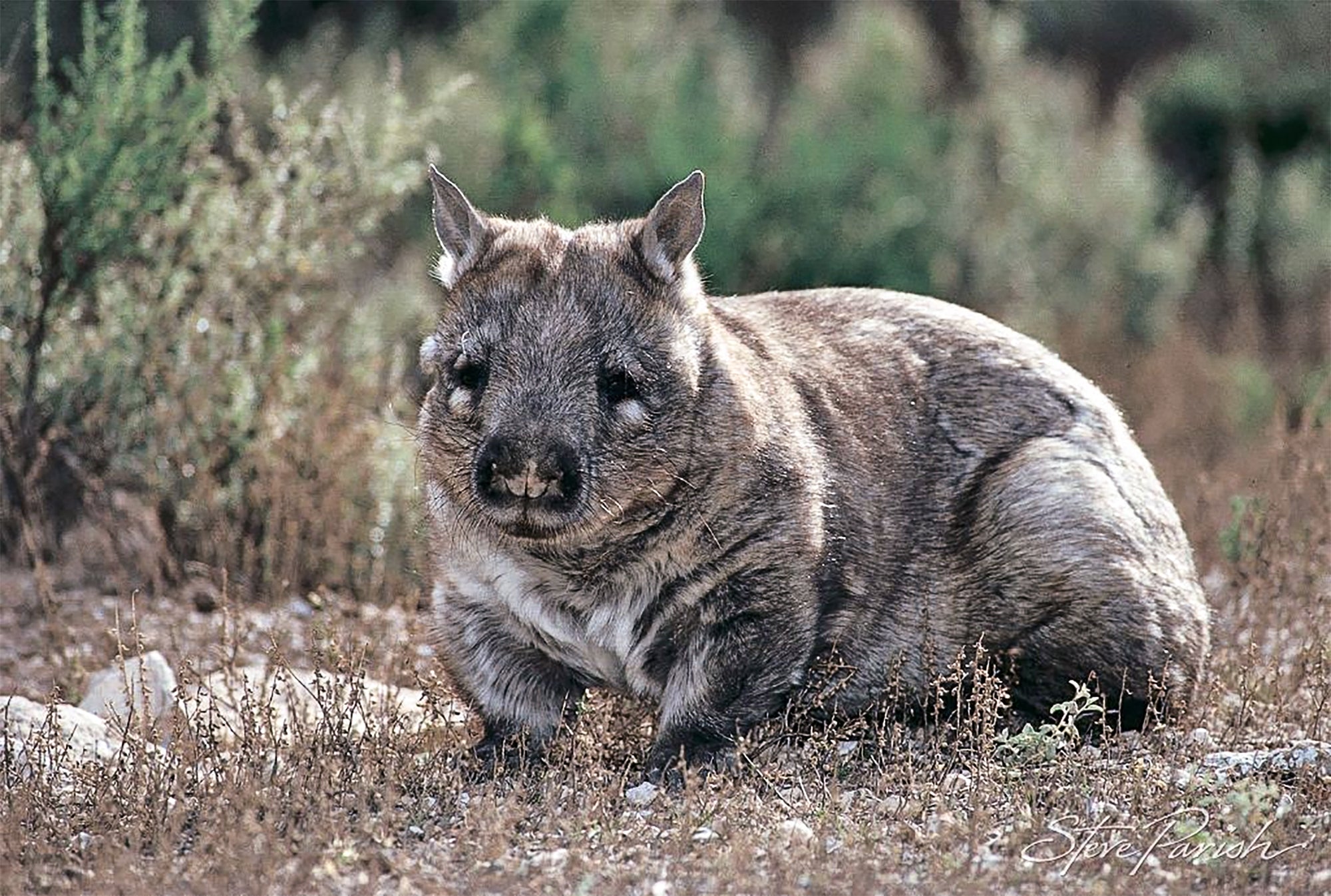 THE OMEO WOMBAT TRAP – IT'S A TRAP!